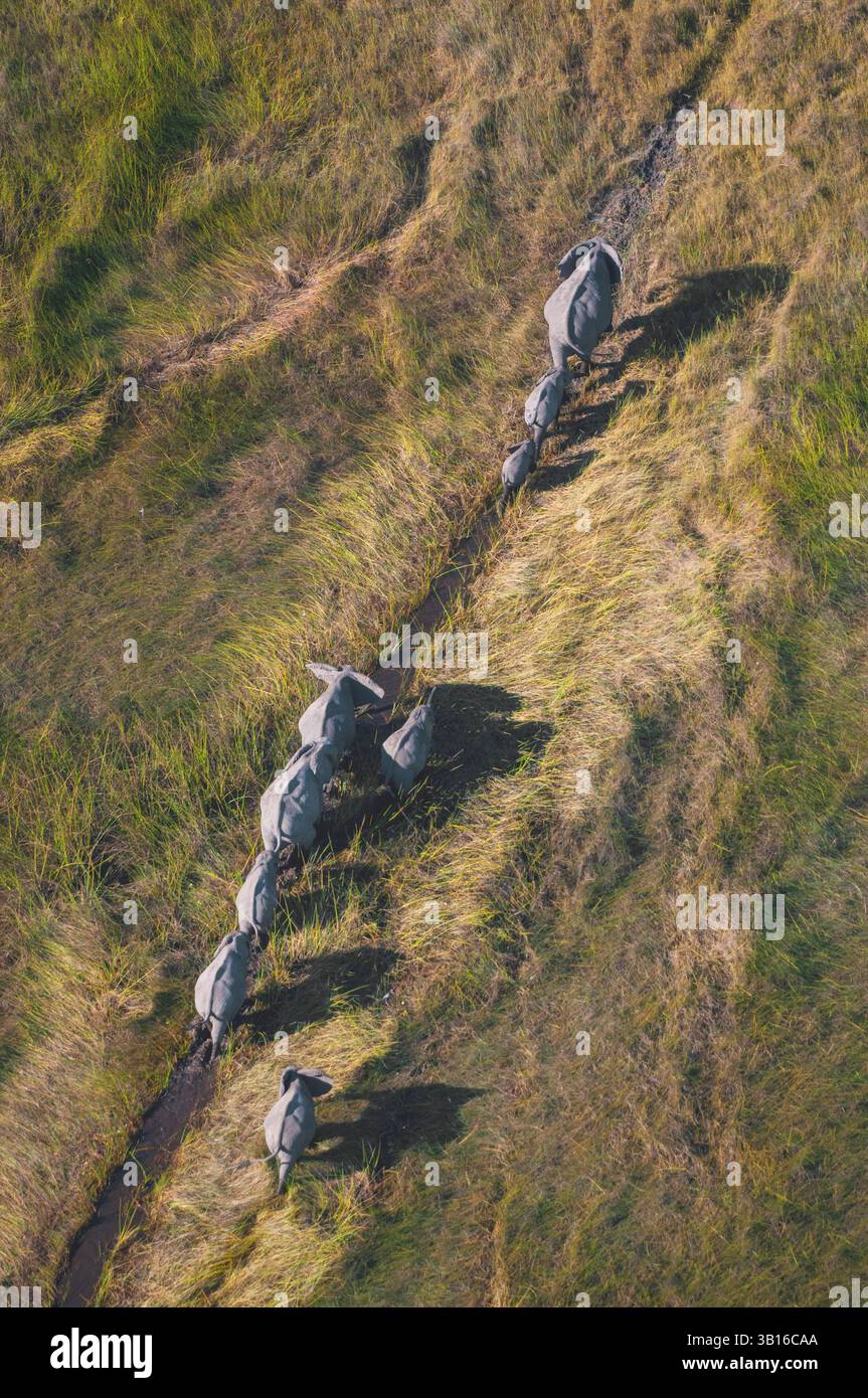 African elephant (Loxodonta africana), an aerial view of a herd of ...