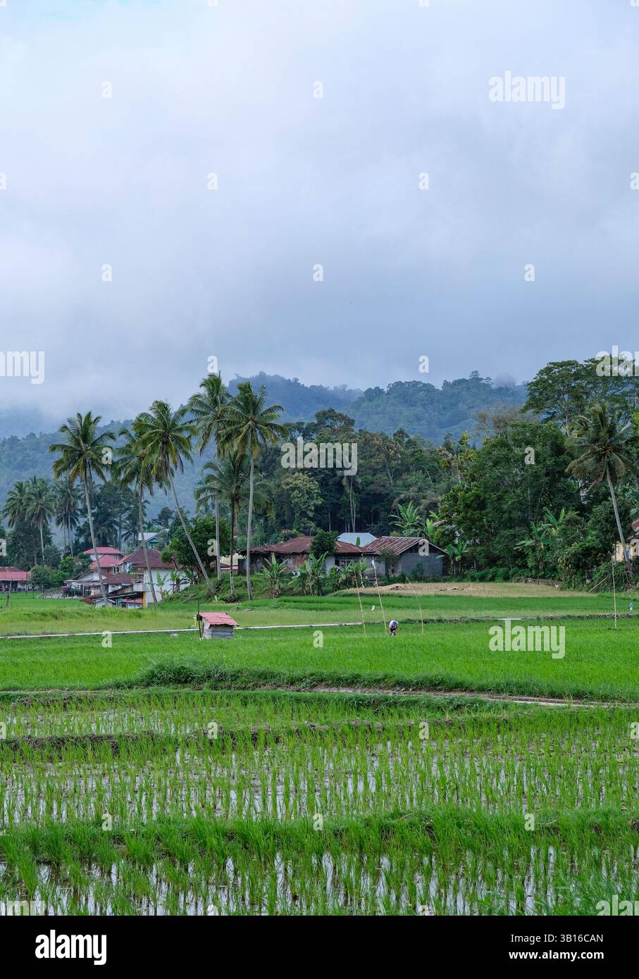 Beautiful scenery of west sumatra hi-res stock photography and images ...