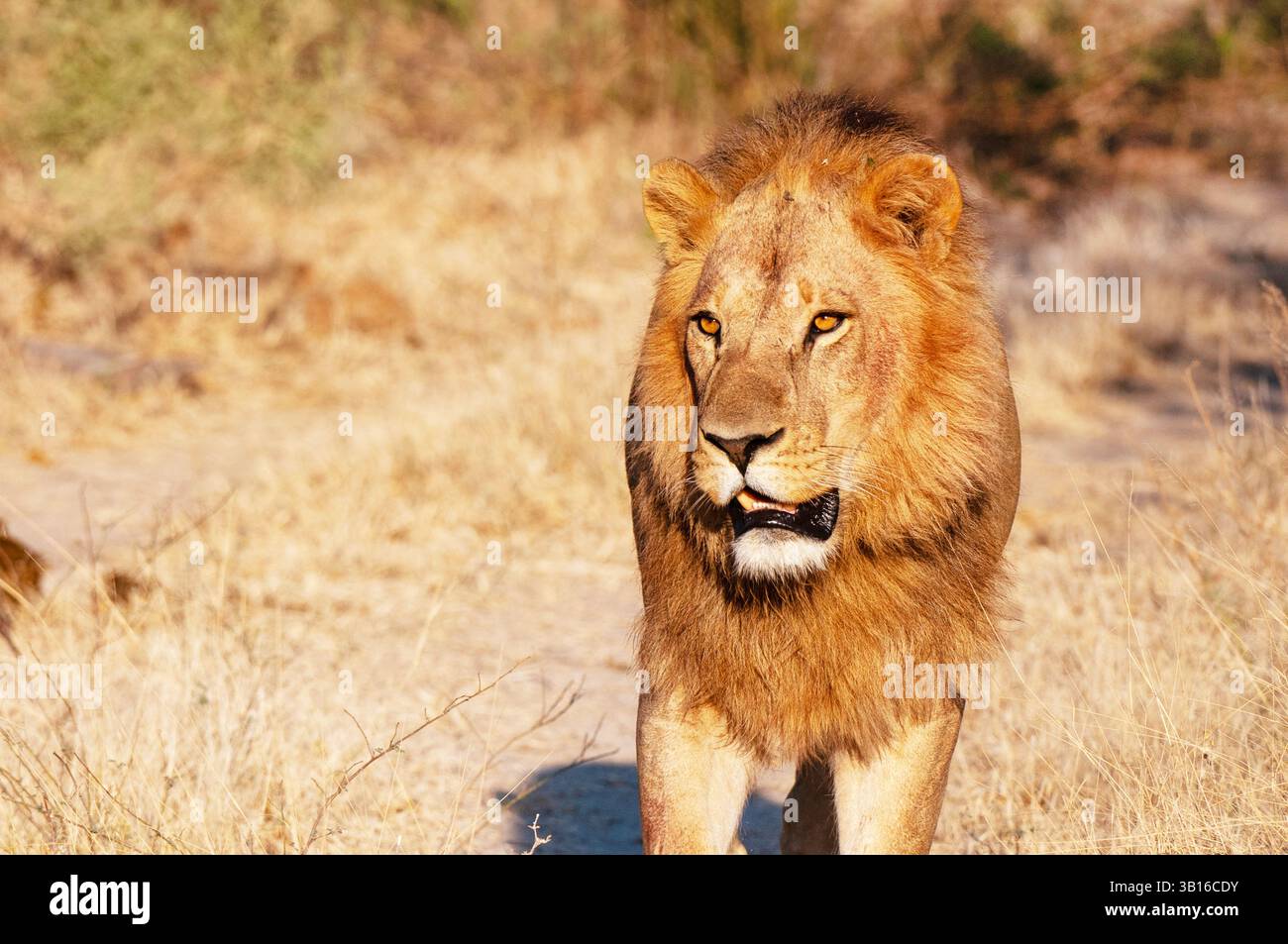 lion (Panthera leo), male standing in brush, front view, Botswana ...