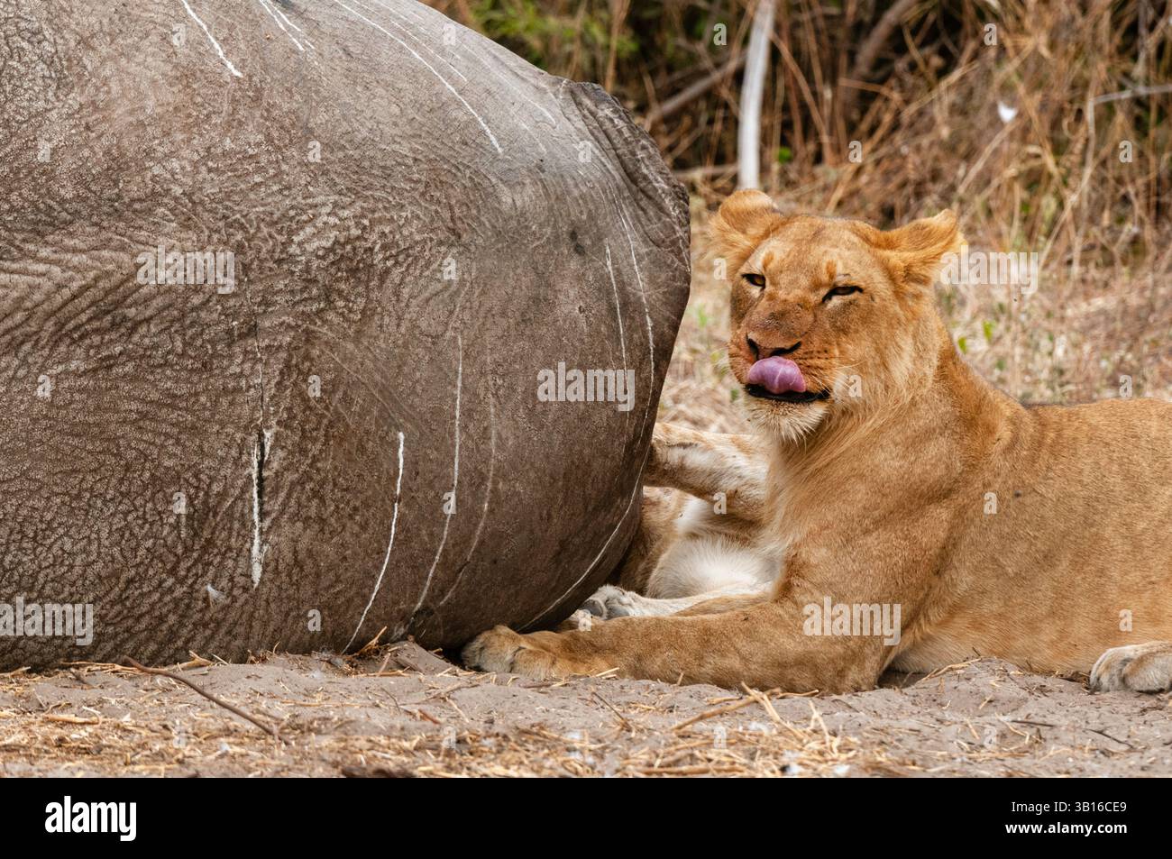 lion (Panthera leo), eating an African elephant and licking its snout ...