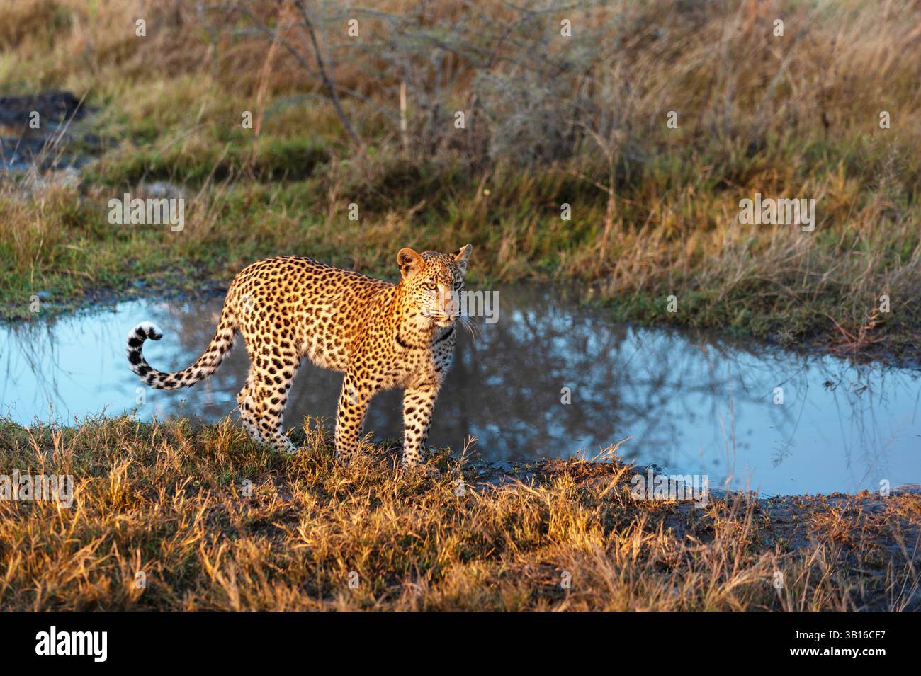 leopard (Panthera pardus), walking at the water side, Botswana, Moremi ...