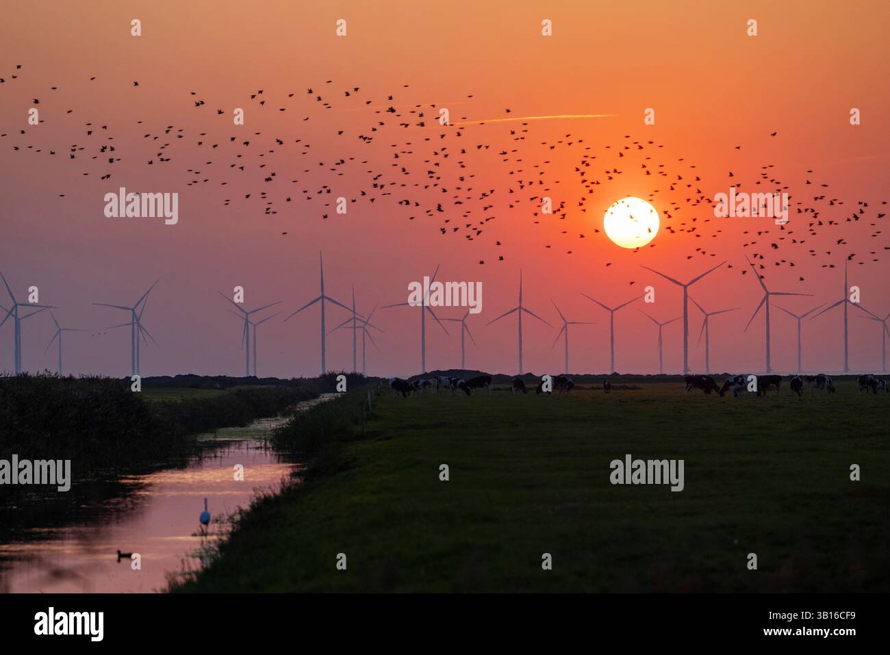 common starling (Sturnus vulgaris), flock of starlings flies in front ...