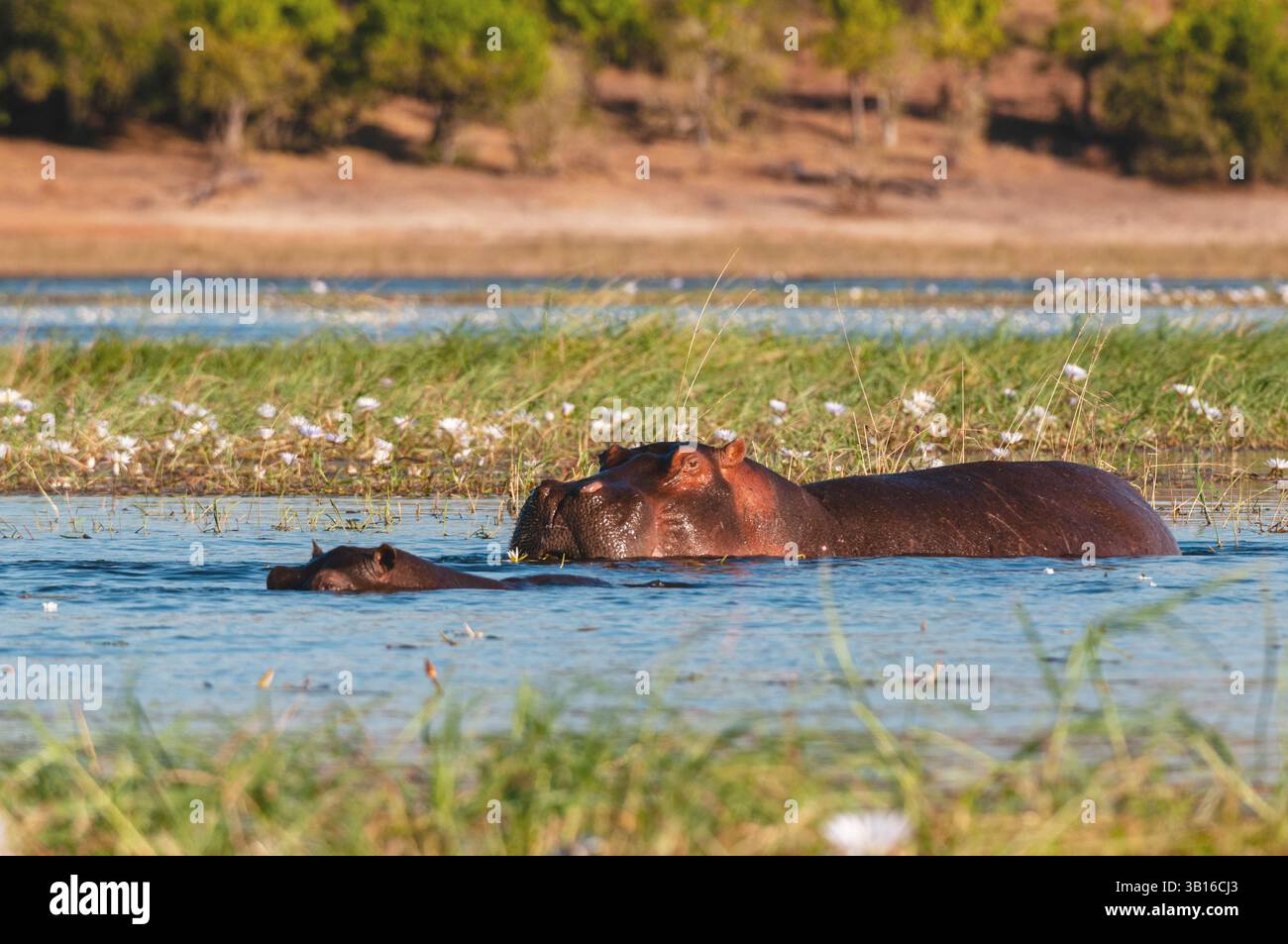 hippopotamus, hippo, Common hippopotamus (Hippopotamus amphibius ...