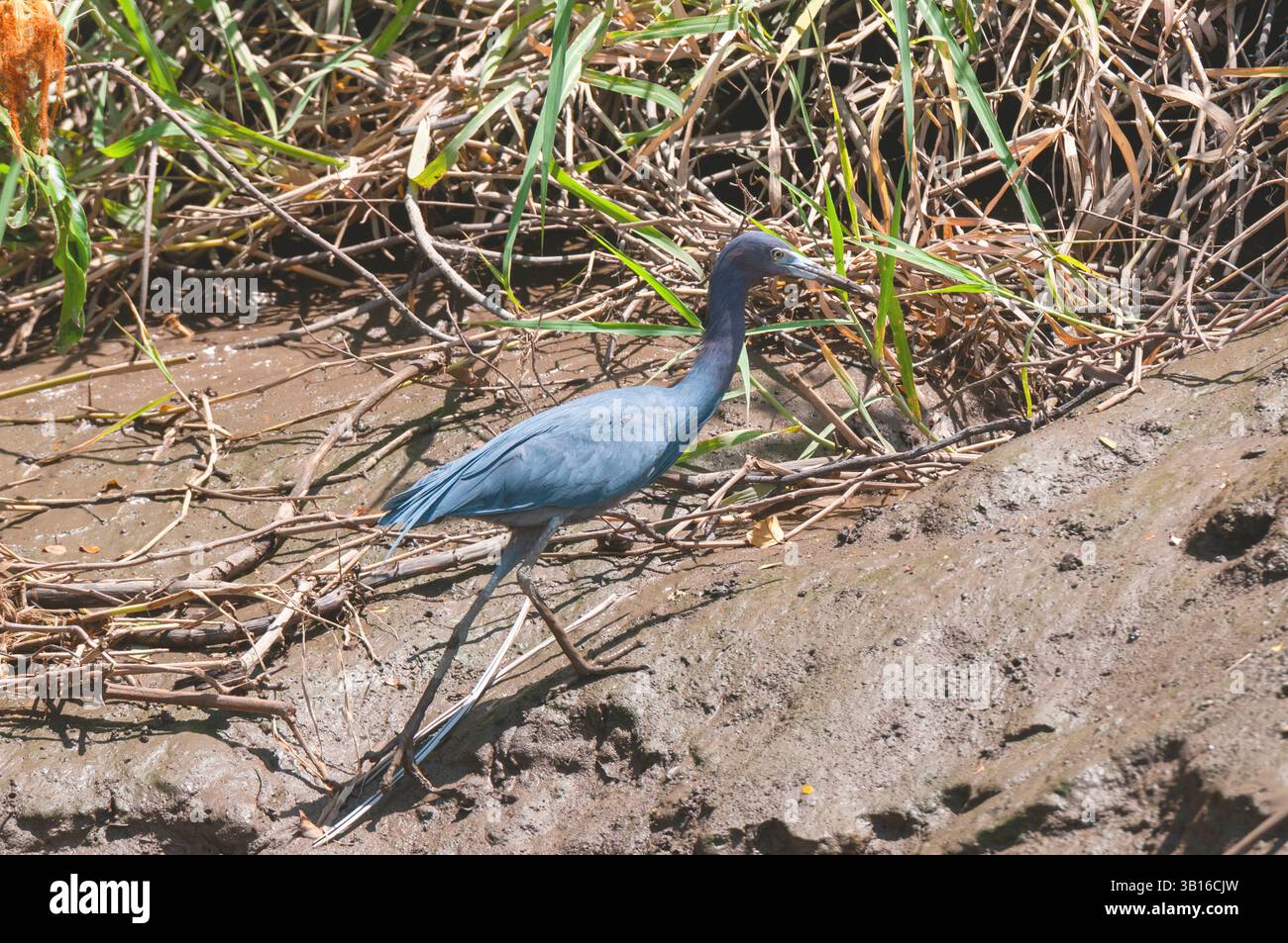 little blue heron (Egretta caerulea), walking on a river bank, side ...