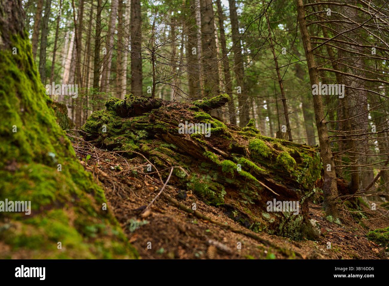 Decaying moss-covered log lying on a forest slope with visible bark ...