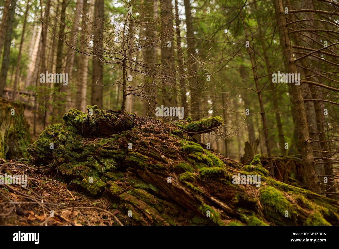 Decaying moss-covered log lying on a forest slope with visible bark ...