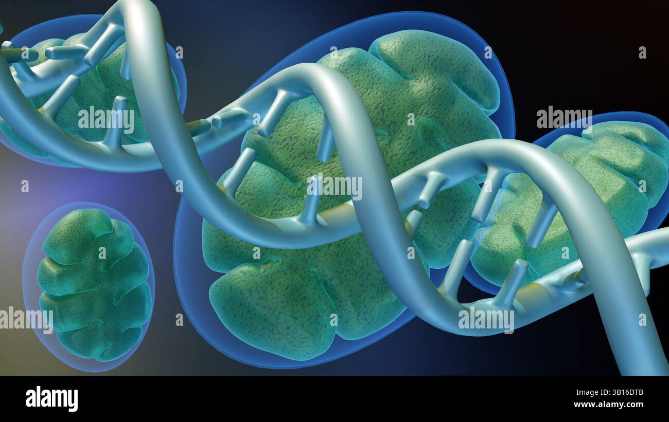 A 3d rendering of a mitochondrion, the powerhouse of the cell ...