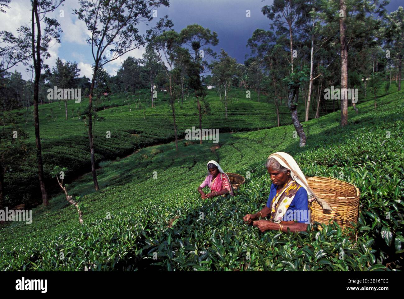 Tea pluckers harvesting tea on a Kandy tea plantation Stock Photo - Alamy