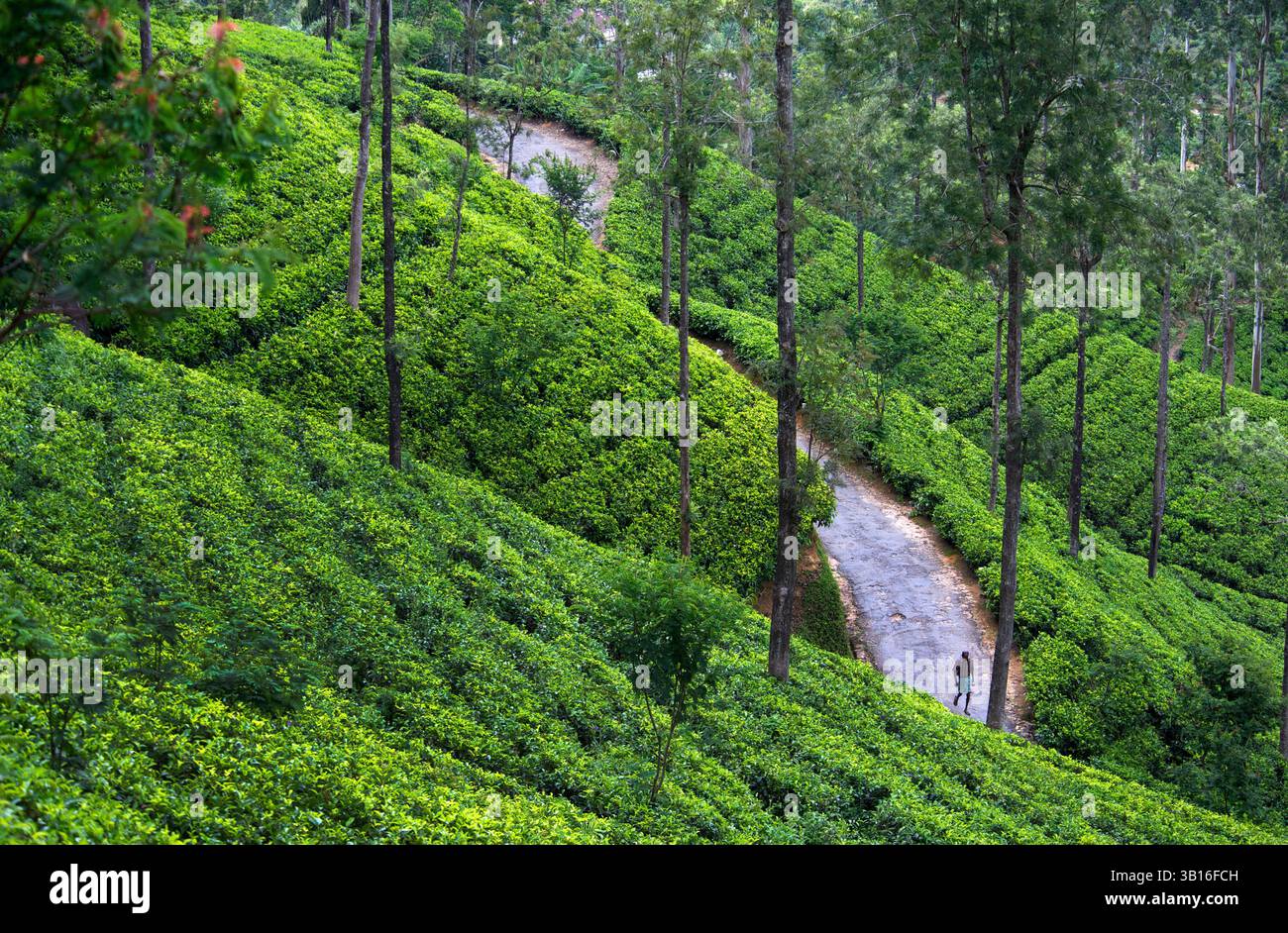 Tea Plantations, Hatton, Sri Lanka Stock Photo - Alamy