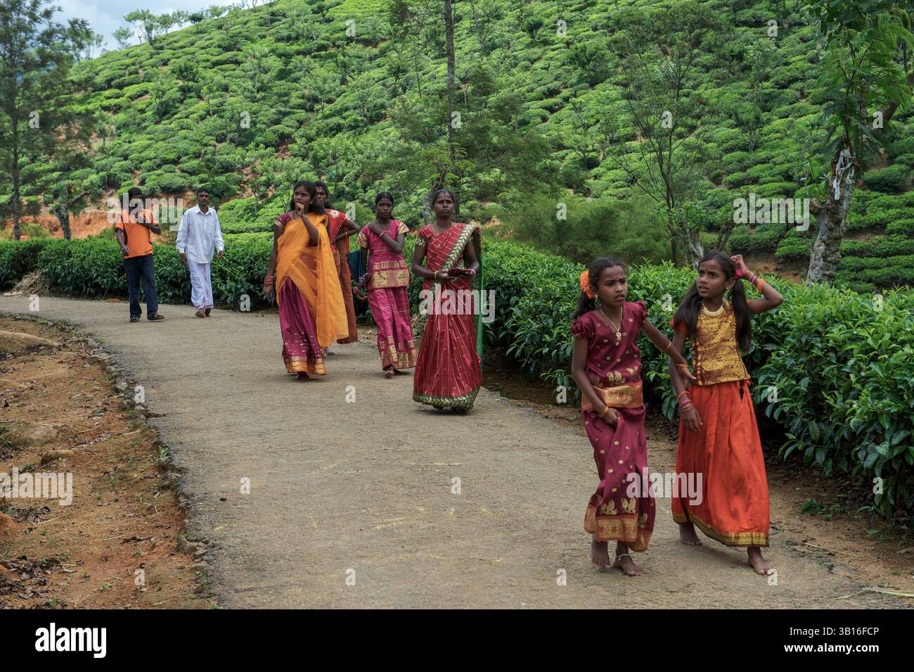 Thaipusam festivities,a Tamil festival, Hatton tea plantations Stock ...