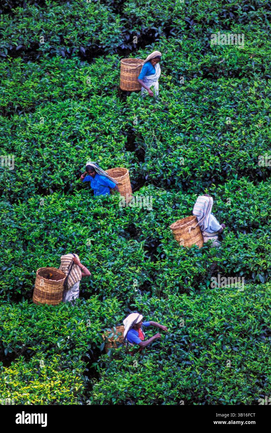 Tea pluckers harvesting tea on a Kandy tea plantation Stock Photo - Alamy