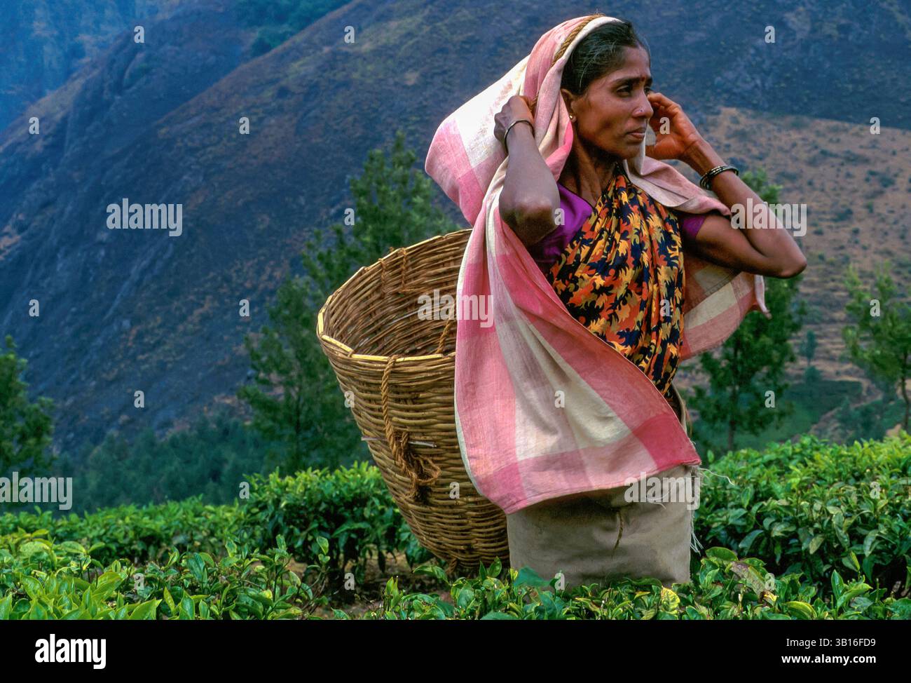 The tea plantations around Ootacamund (Ooty)/ Udagamandalam in India's ...
