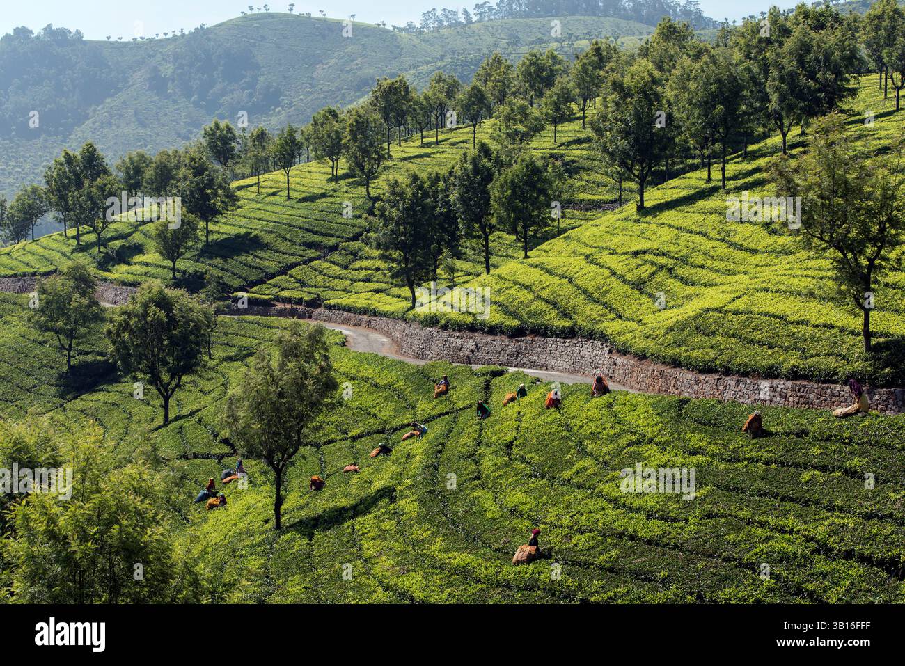 The tea plantations around Ootacamund (Ooty)/ Udagamandalam in India's ...