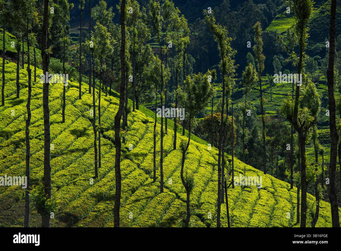 The tea plantations around Ootacamund (Ooty)/ Udagamandalam in India's ...