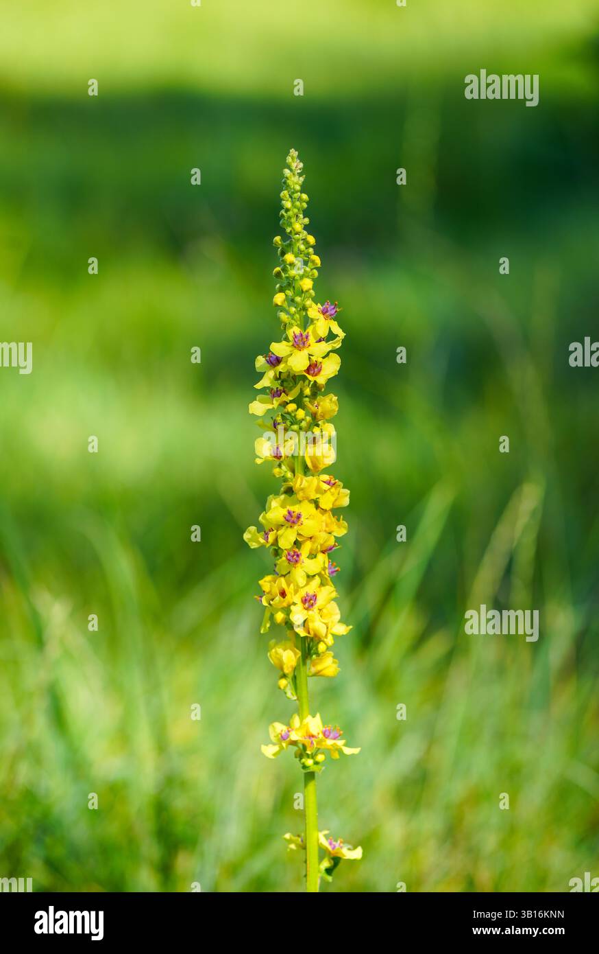 Close-up of a blooming mullein. Yellow flowers of the plant in nature ...