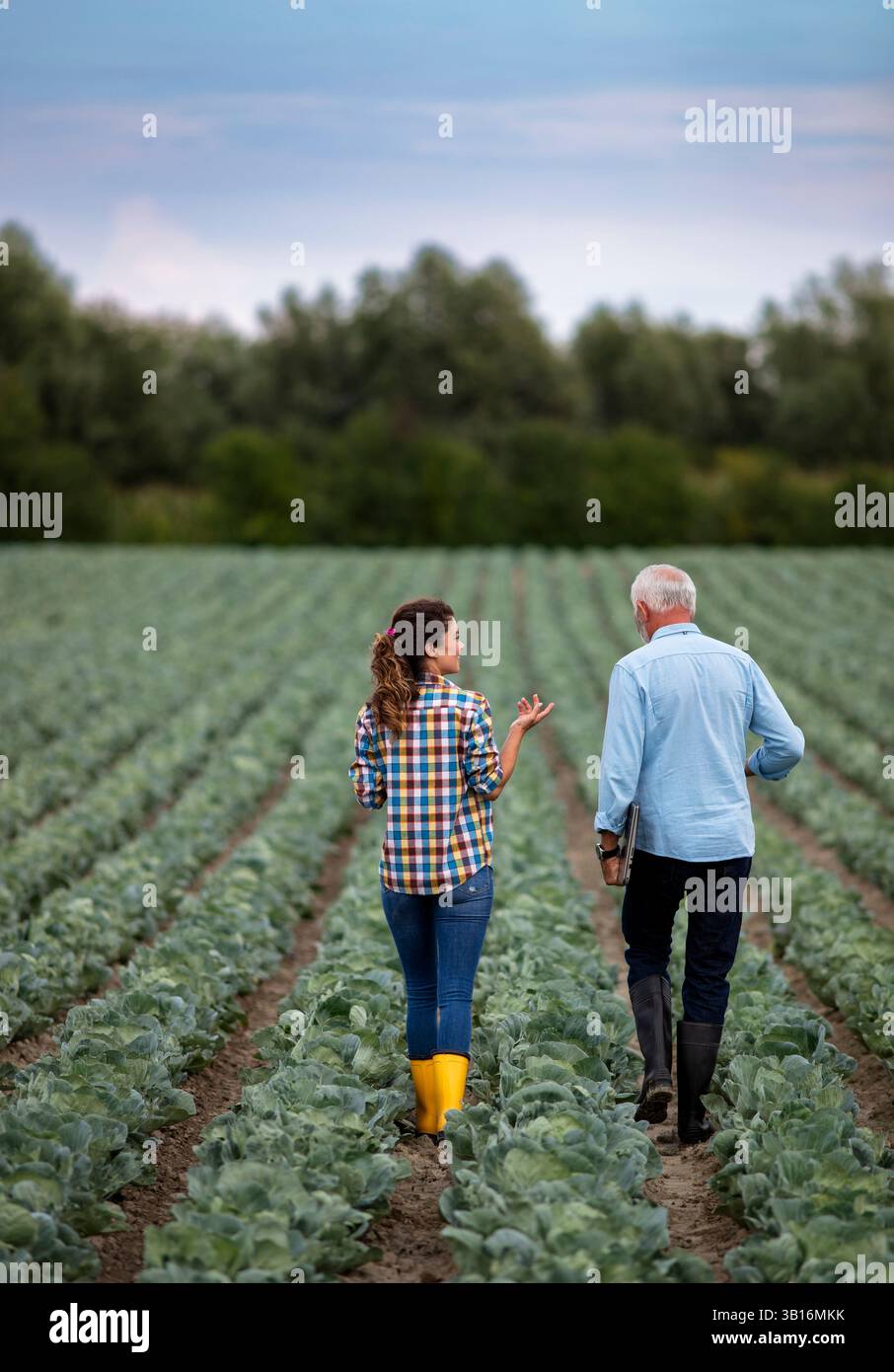 Rear view of two farmers walking side by side through a lush cabbage ...