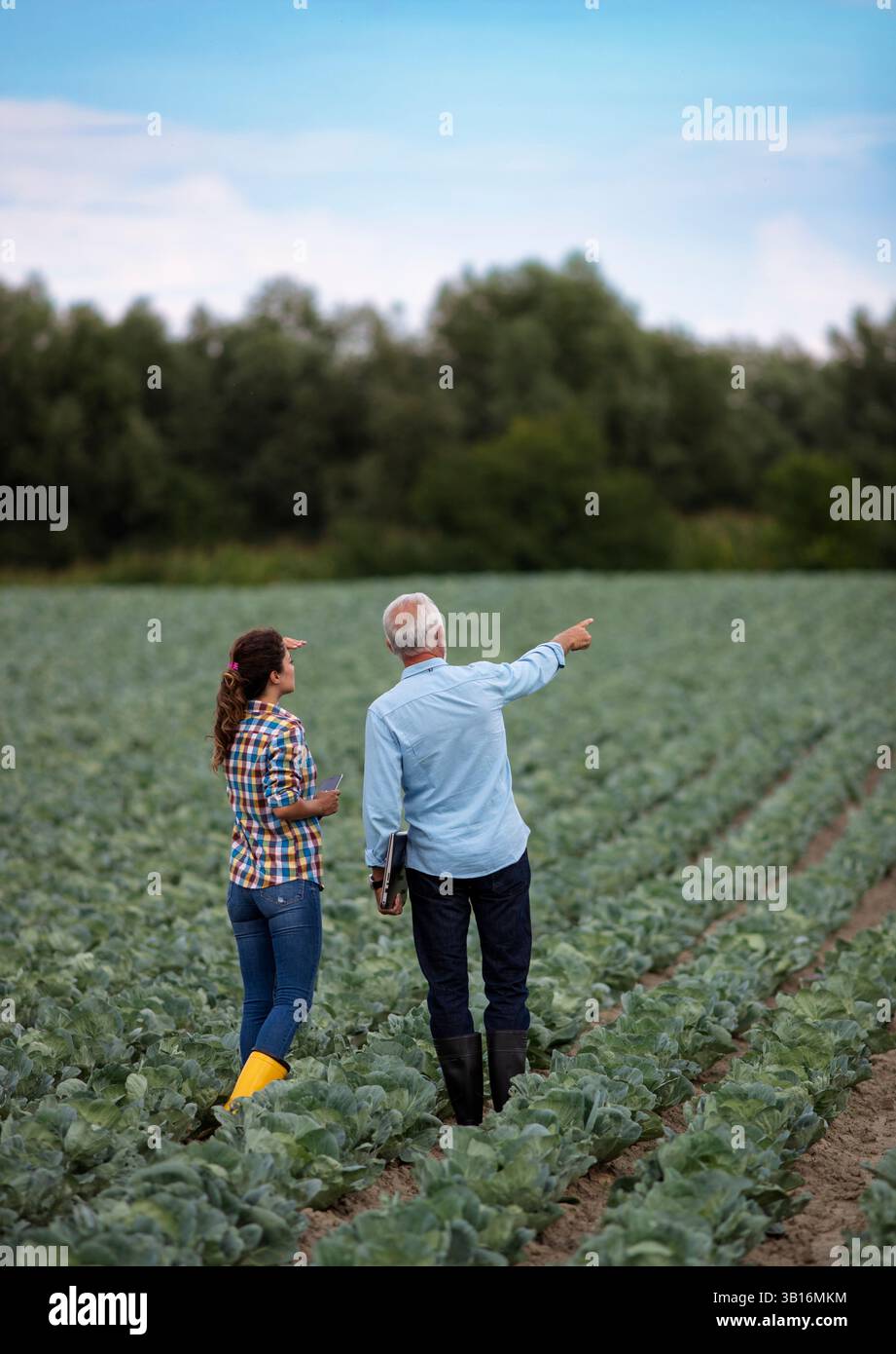 Rear view of two farmers walking side by side through a lush cabbage ...