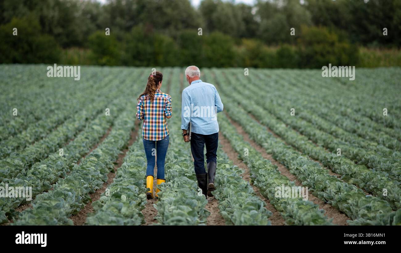 Rear view of two farmers walking side by side through a lush cabbage ...