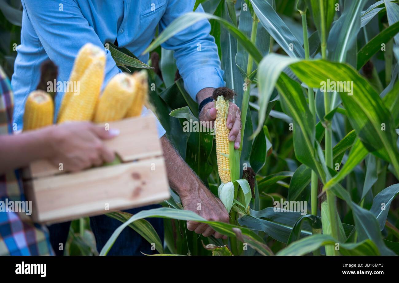 Man and young woman harvesting corn together in vibrant field as the ...