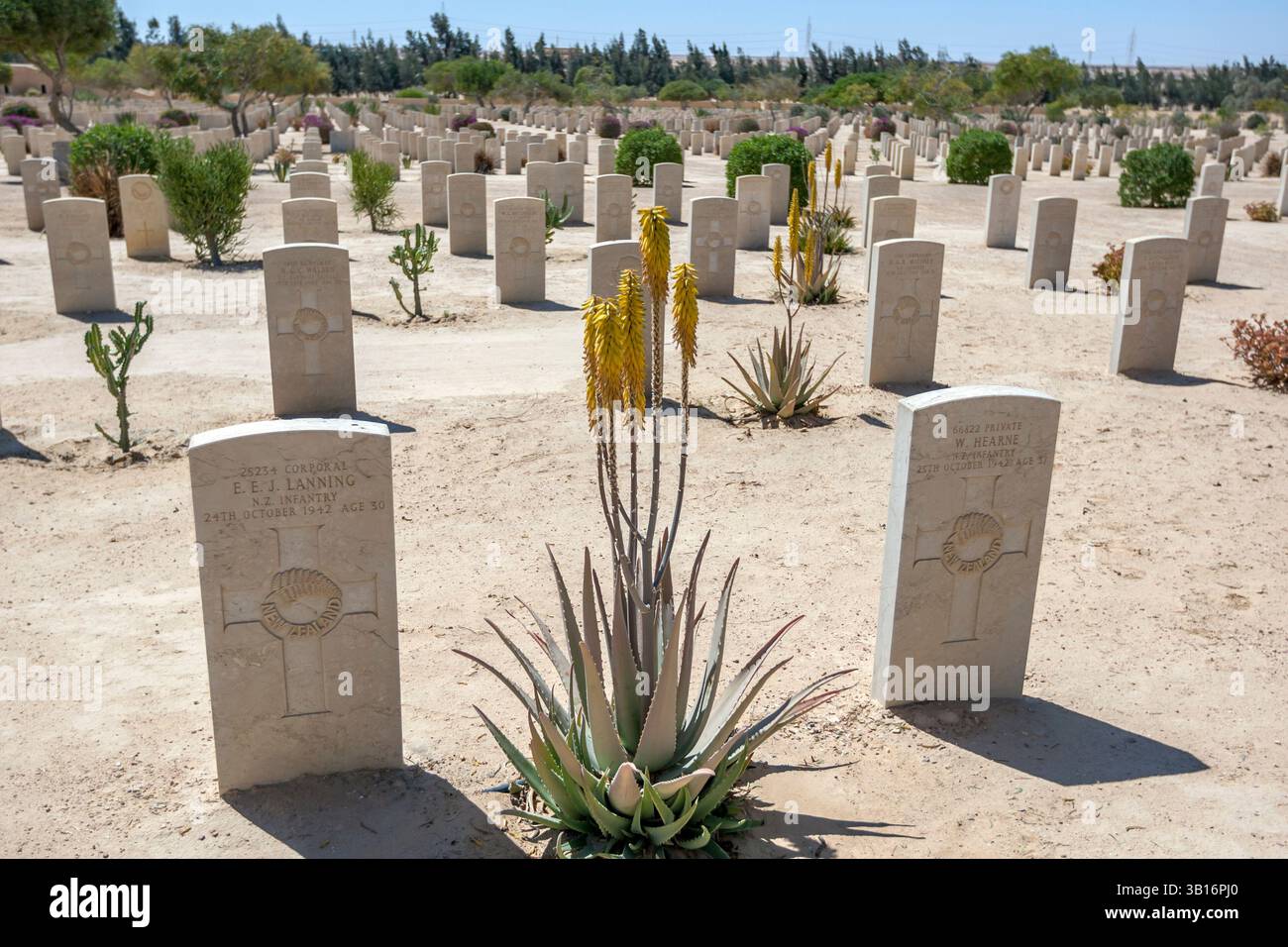 ALAMEIN, EGYPT - MARCH 23, 2010 : New Zealand Infantry war graves at ...