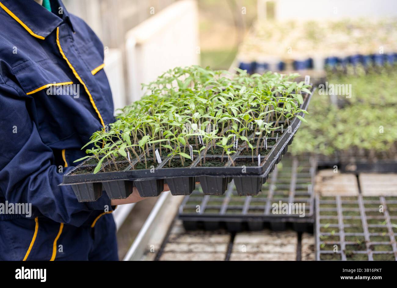 Male farmer carries tray of young tomato plants in a greenhouse, where ...