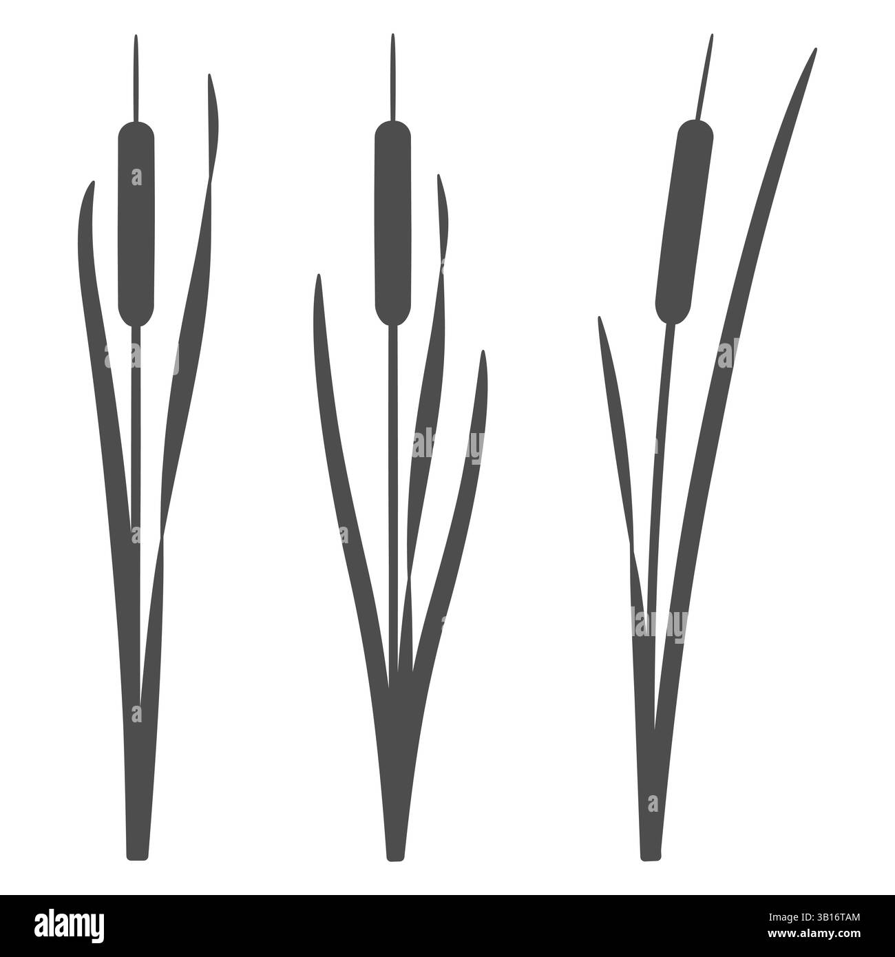 Set of black and white illustrations with cattails, reeds. Isolated vector objects on white ...