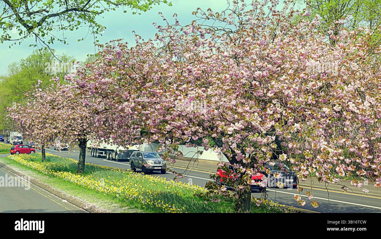 Glasgow, Scotland, UK. 25th April, 2025. UK Weather: Spring saw ...