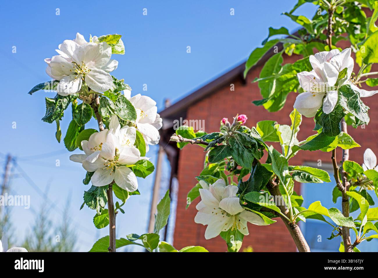 blooming young apple tree in the yard. Fruit tree care Stock Photo - Alamy