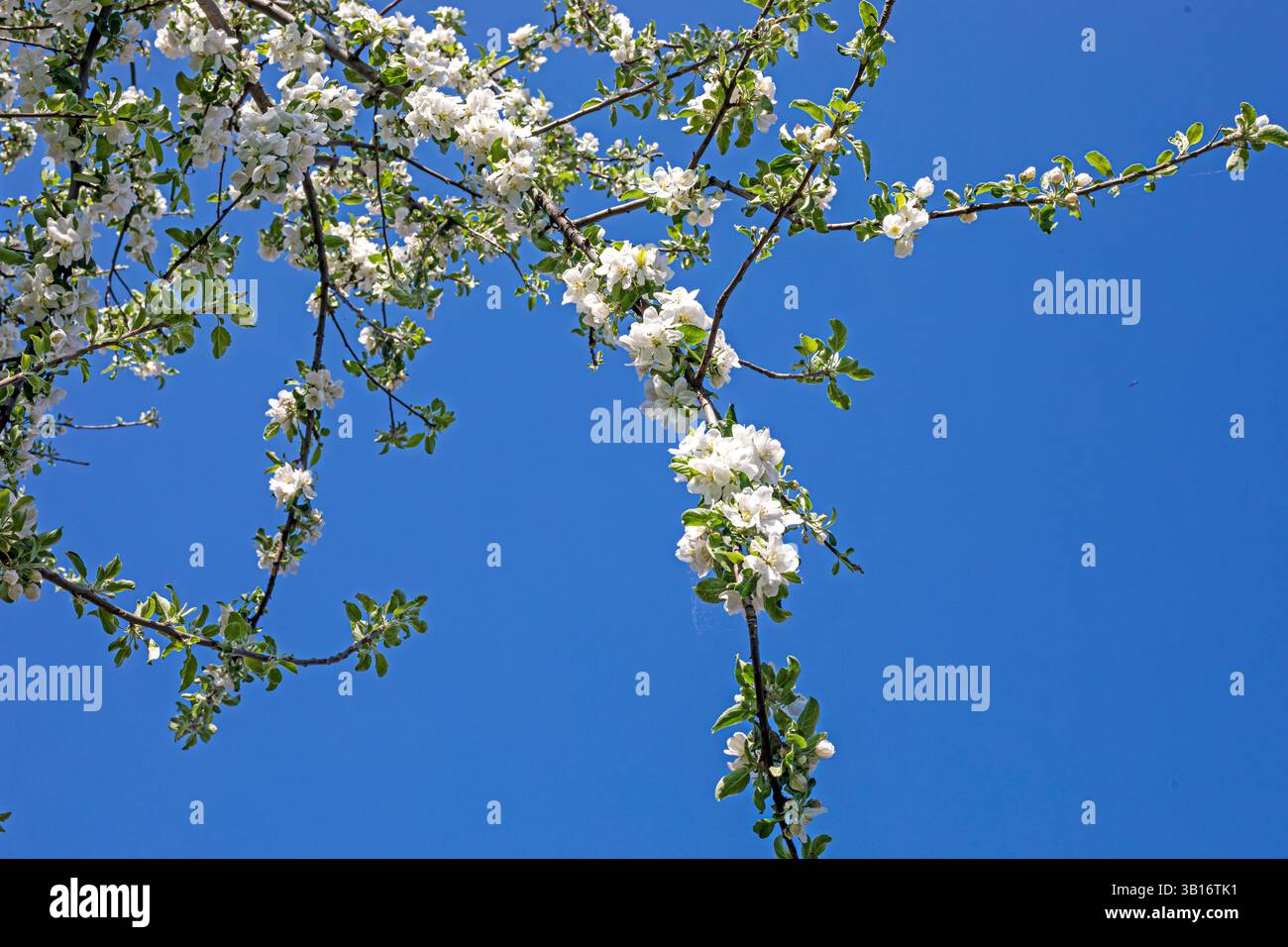 blooming young apple tree in the yard. Fruit tree care Stock Photo - Alamy