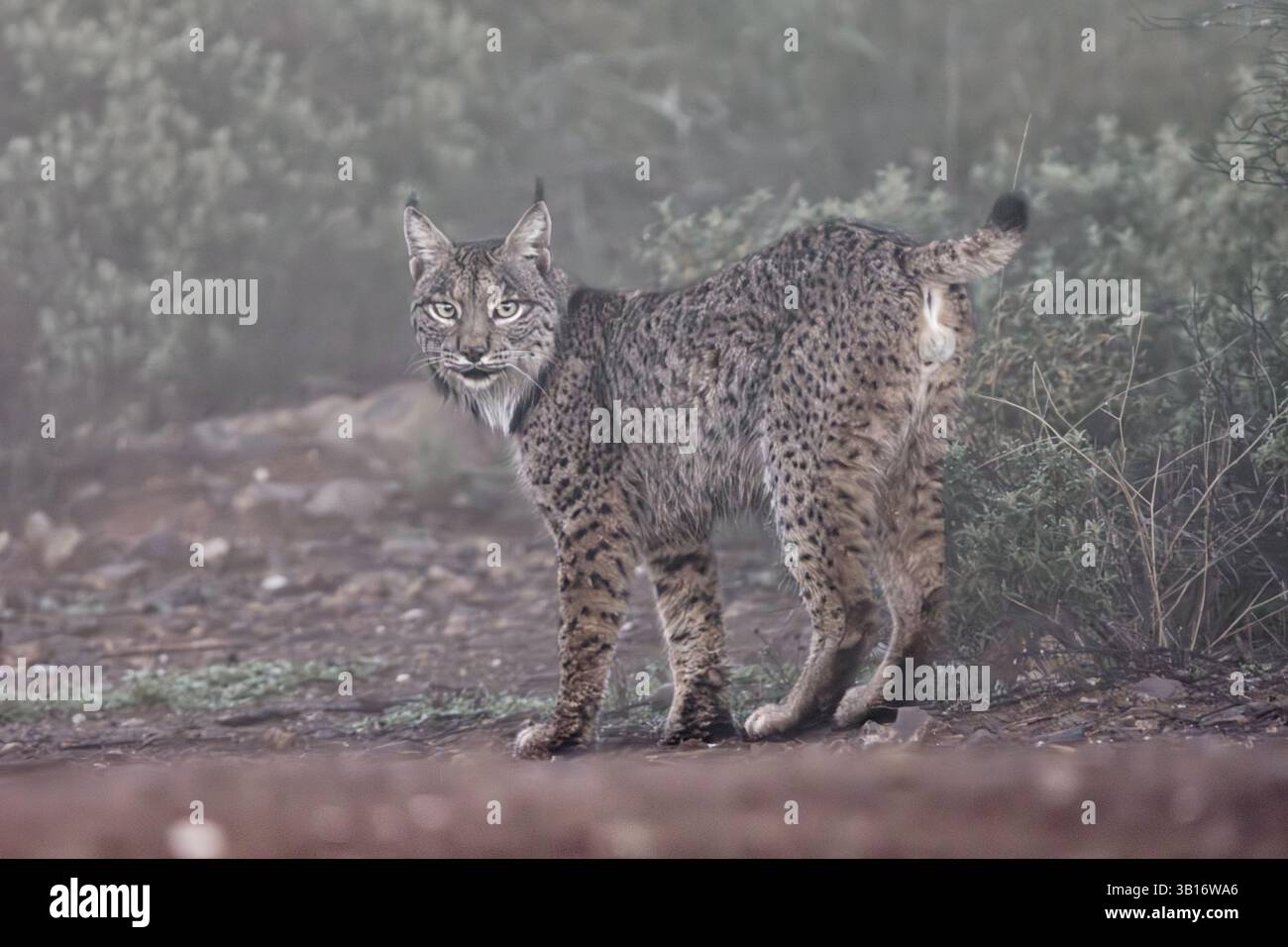 Rare and elusive Iberian lynx (Lynx pardinus) portrait in its natural ...