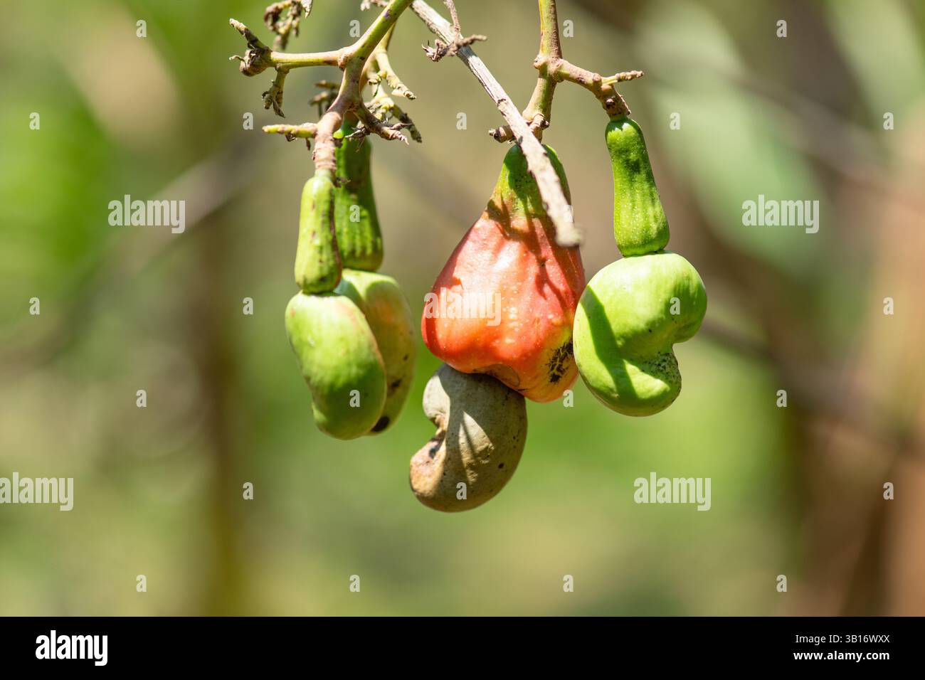 Cashew nuts growing on a tree in Goa, India, tropical fruit, cashews plantation Stock Photo - Alamy
