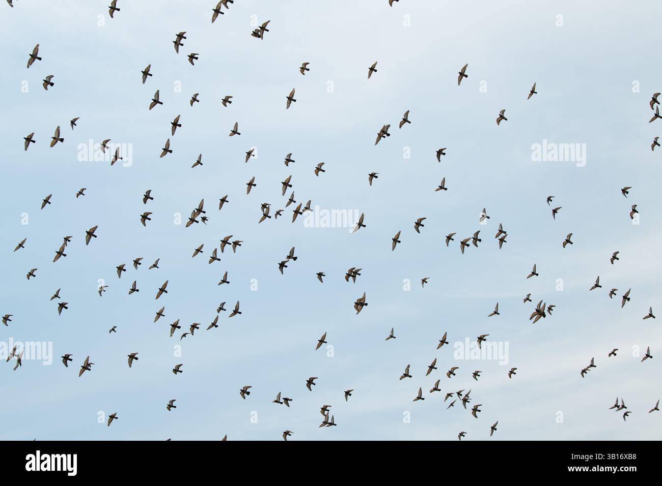 Flock of rock pigeon flying in the sky, wildlife bird in nature, rock ...