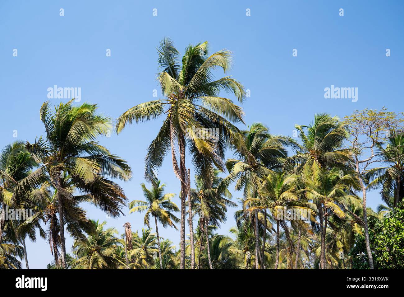 Palm trees on the beach in Goa, South India, tropical west coast ...
