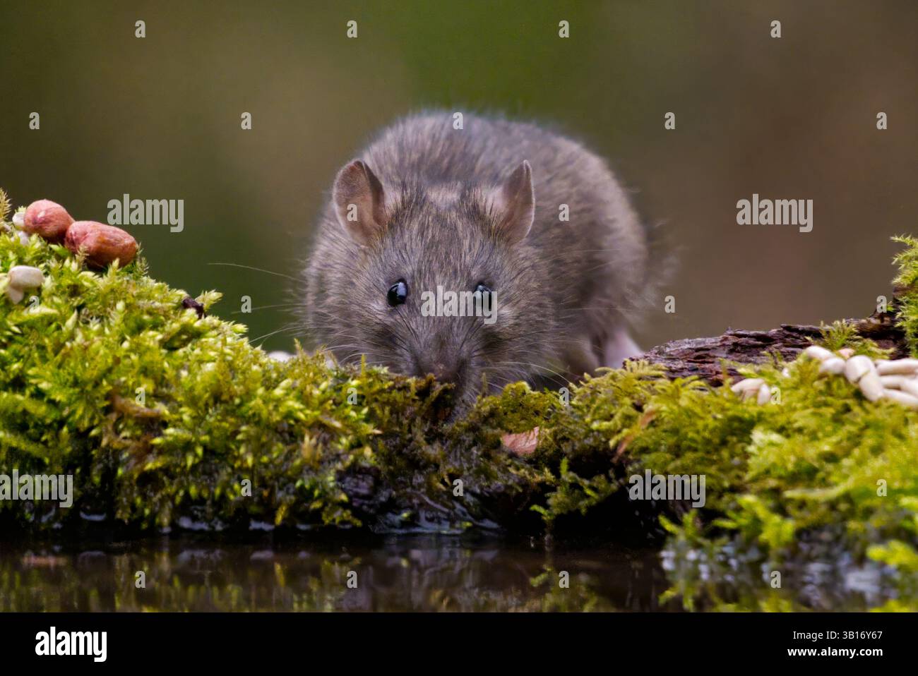 Exploring uk hi-res stock photography and images - Alamy