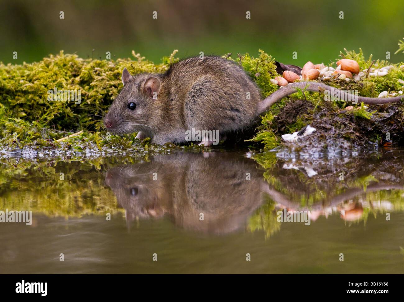 Investigating and exploring hi-res stock photography and images - Alamy