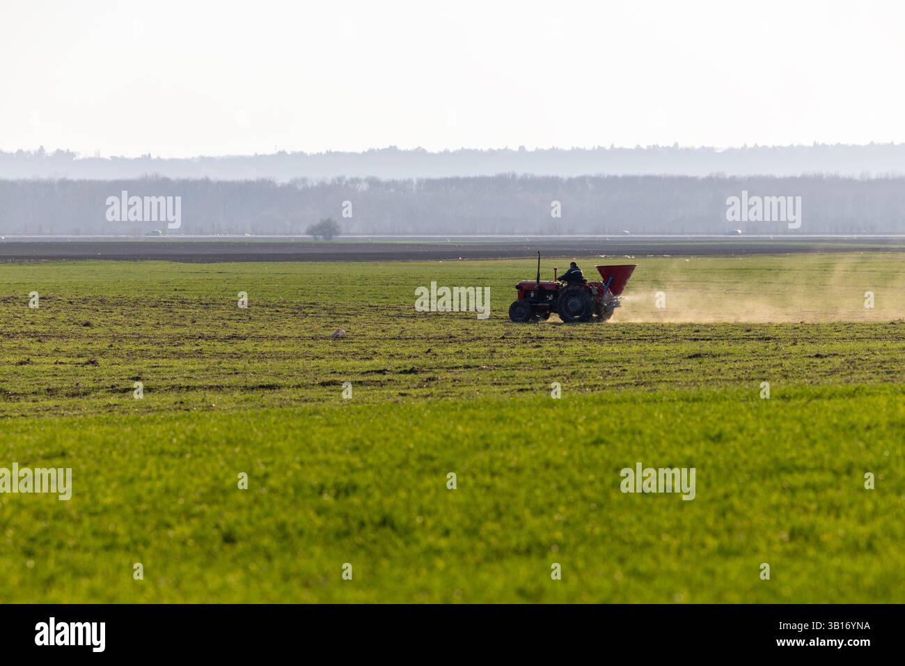 Male farmer driving tractor across a vibrant green field, spreading ...