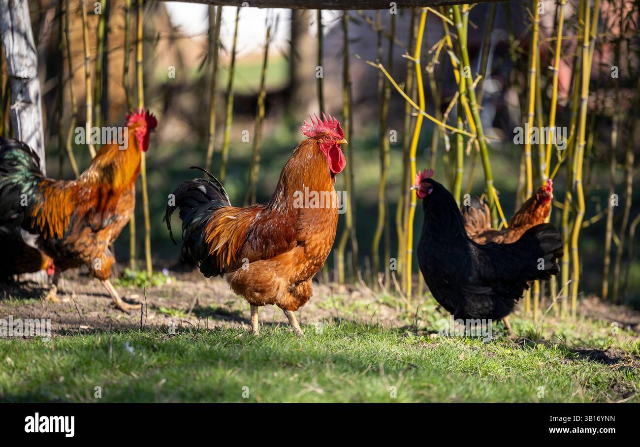 Group of roosters and hens enjoying a sunny day in backyard, foraging ...