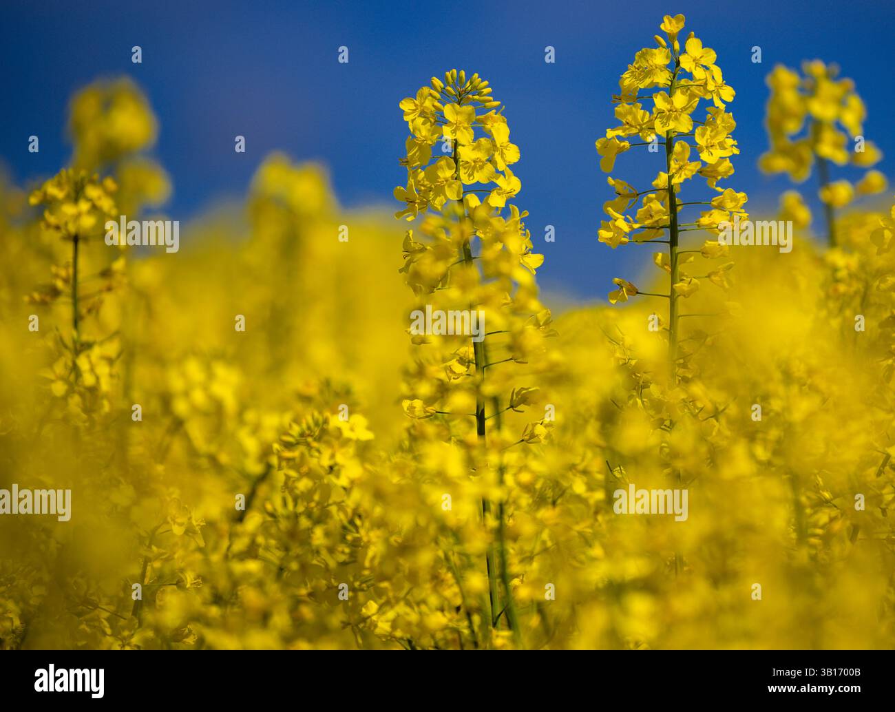 Rom, Germany. 25th Apr, 2025. Rapeseed plants bloom in a field. In ...