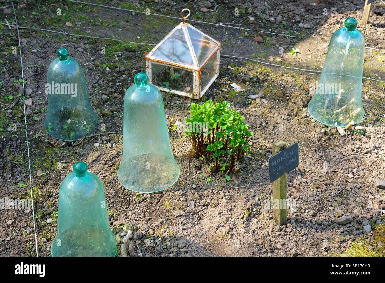 Small Marsh Mallow plant under cultivation in springtime - John Gollop ...