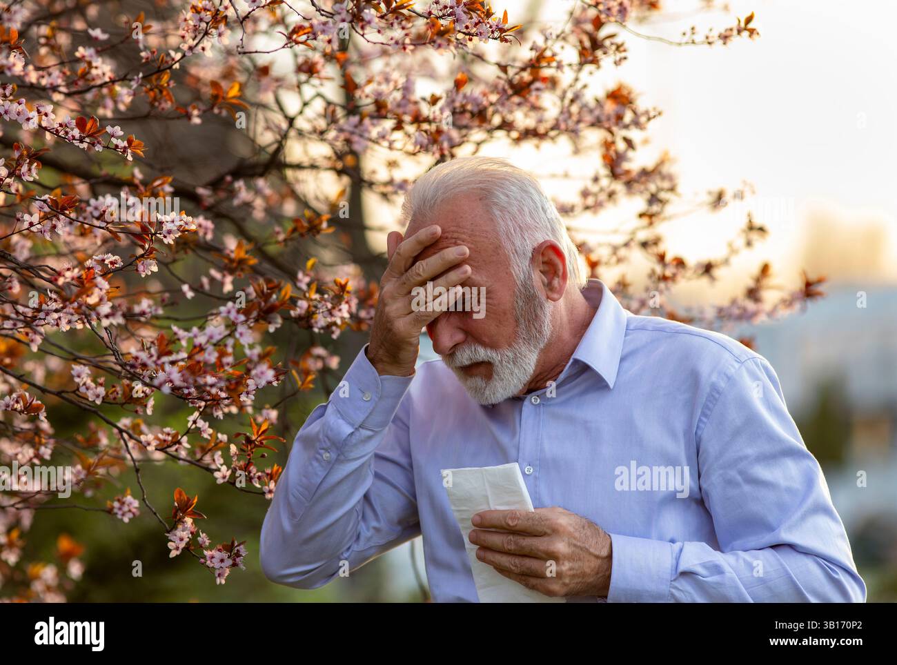 Senior man having headache beside blooming tree in spring time. Allergy ...