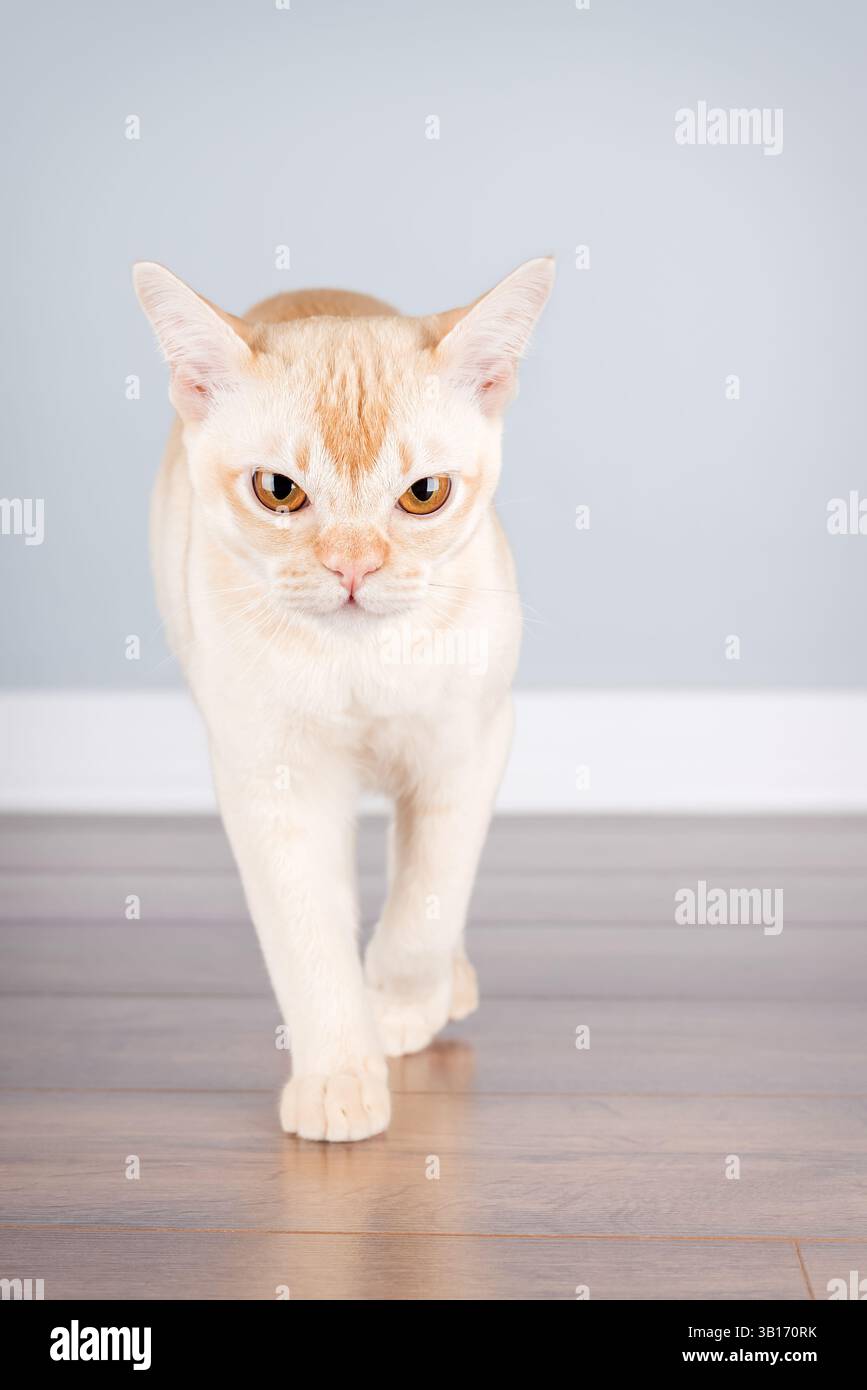 A cream-colored European Burmese cat strolls down a hallway against a ...