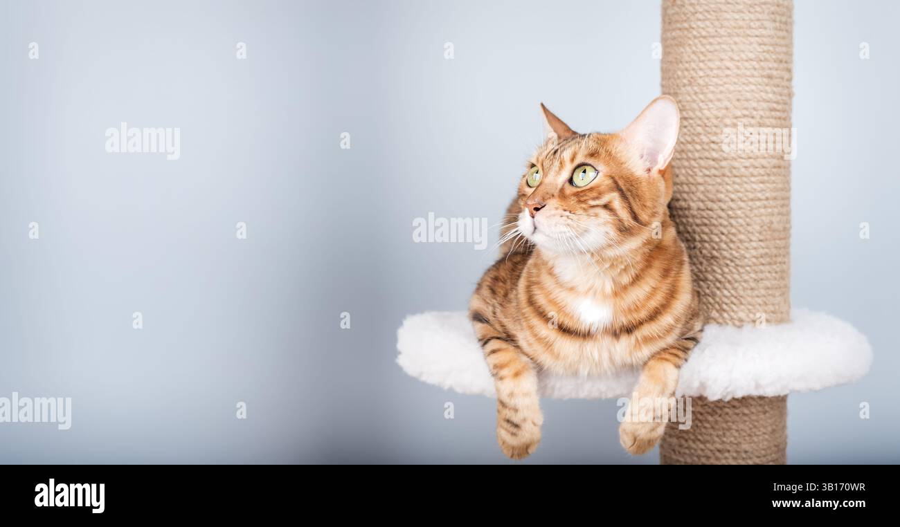 A beautiful Bengal cat relaxes on a modern multi-level scratching post ...