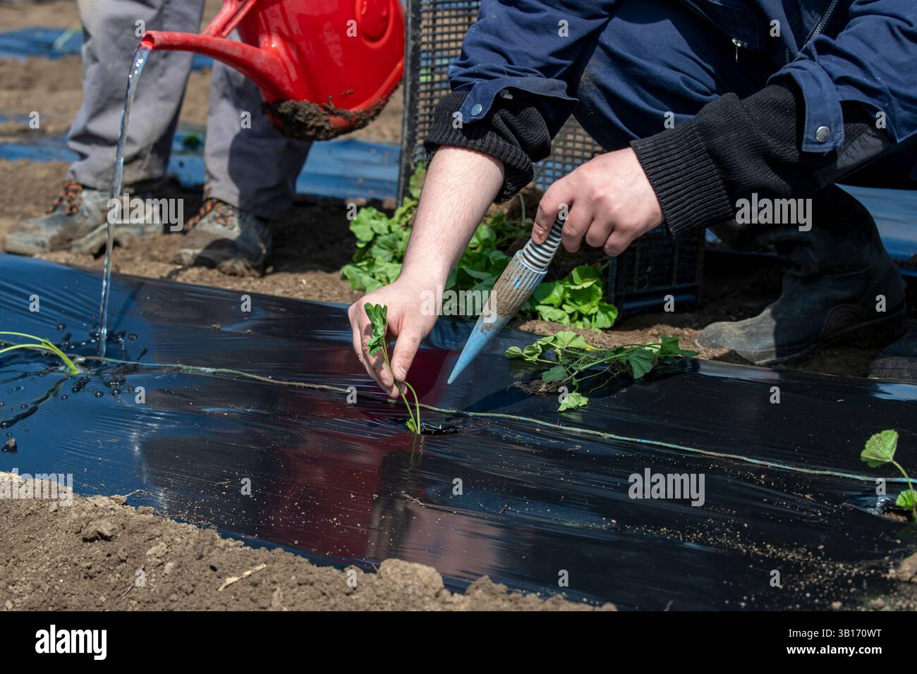 Close up of farmer's hand in work clothes planting seedlings in soil ...