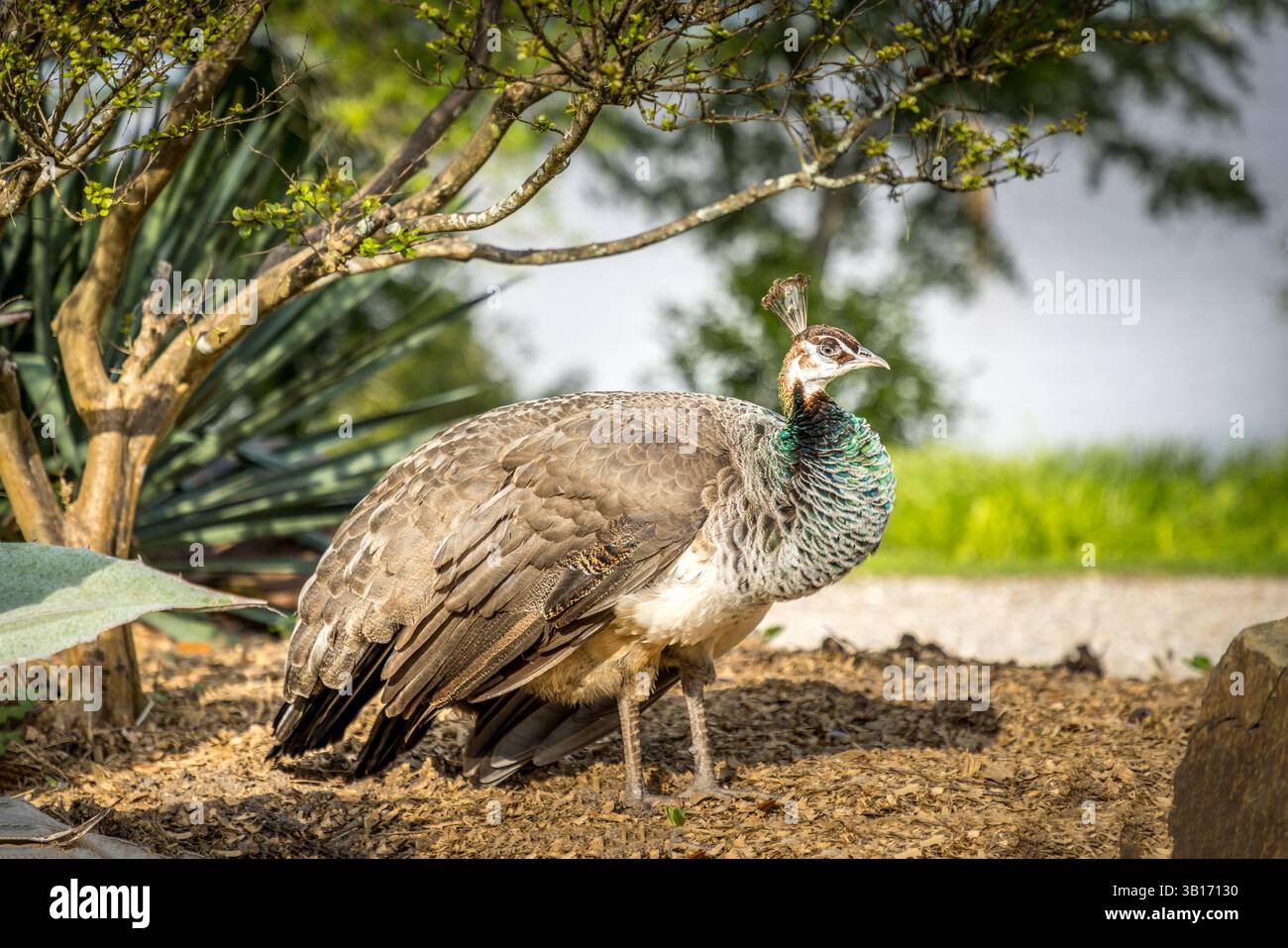 Portrait of a peahen in a natural habitat Stock Photo - Alamy