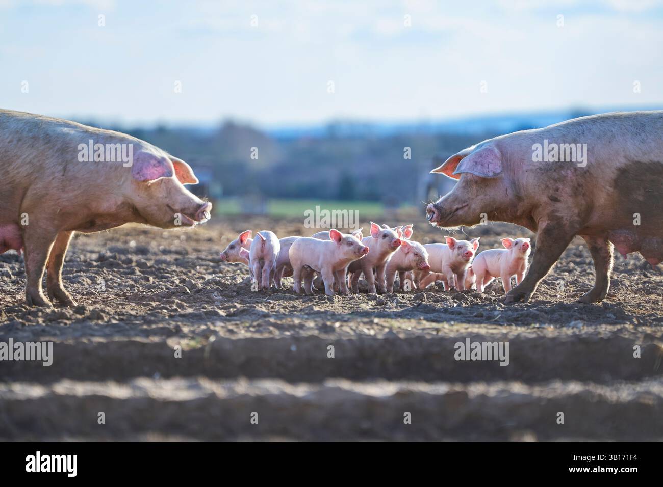 Pig family in field adult animal hi-res stock photography and images ...