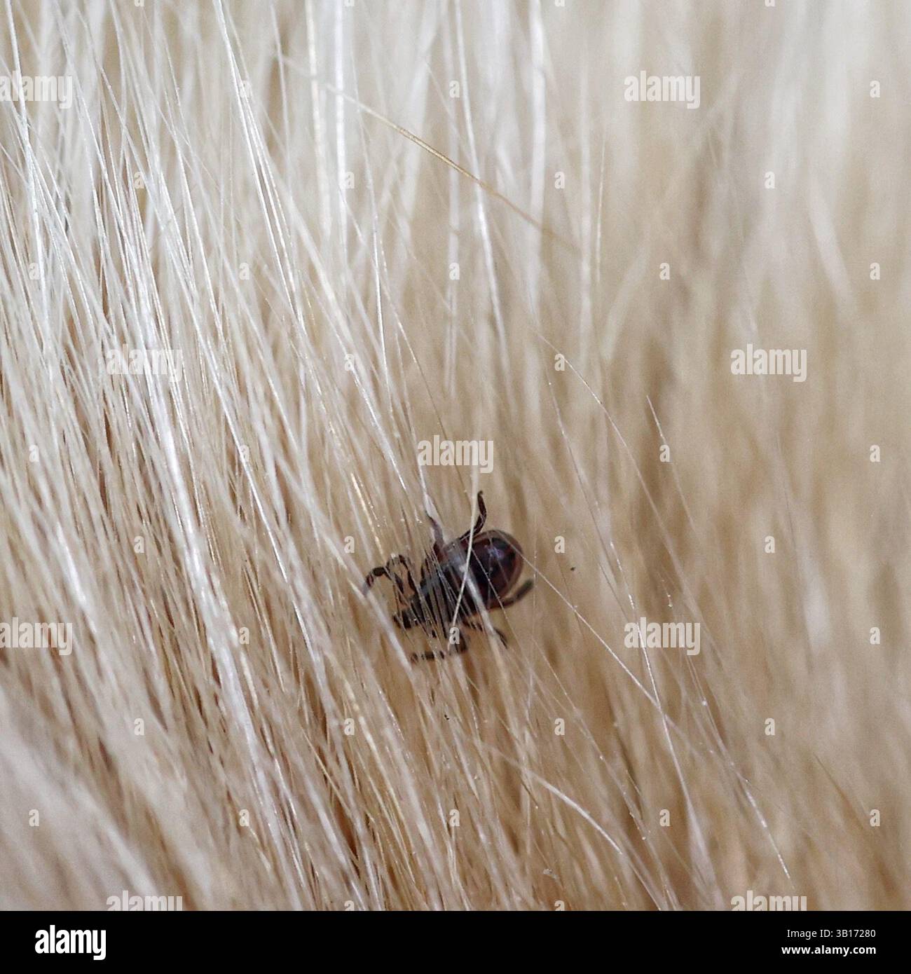 Teign Valley, Devon, UK. 25th Apr, 2025. Tick season in woods around ...