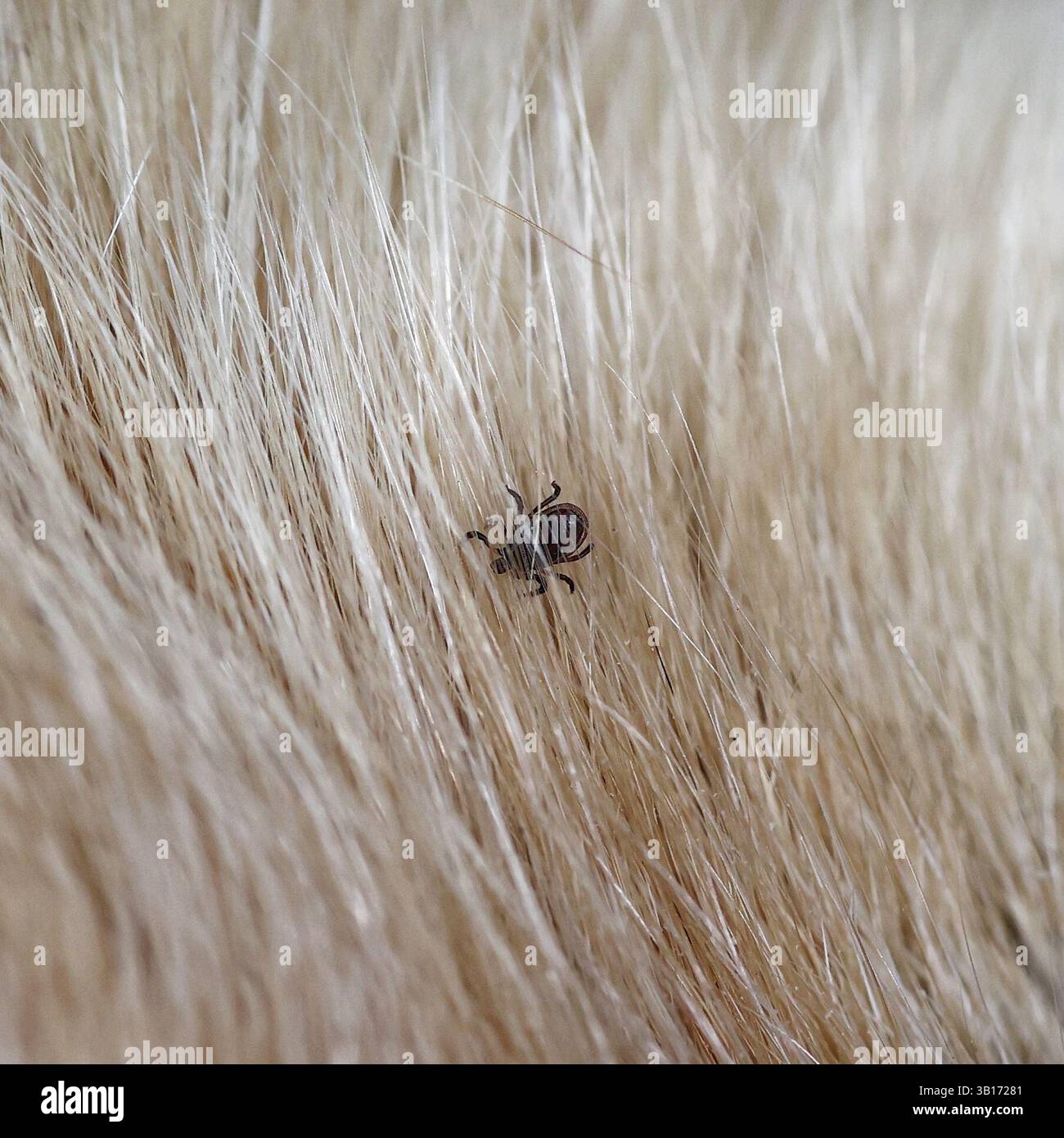 Tick burrowing hi-res stock photography and images - Alamy