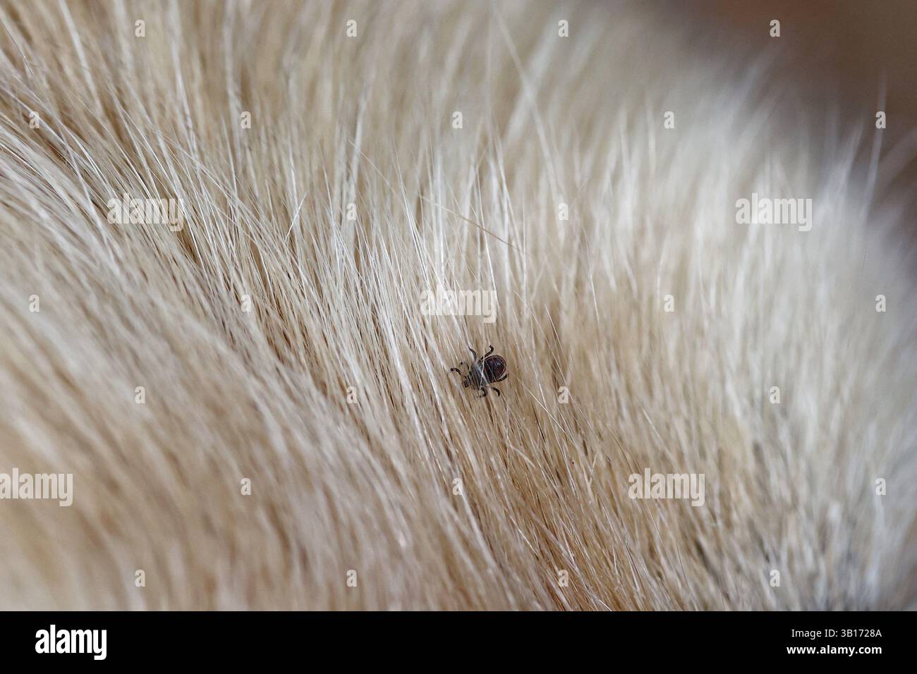 Teign Valley, Devon, UK. 25th Apr, 2025. Tick season in woods around ...