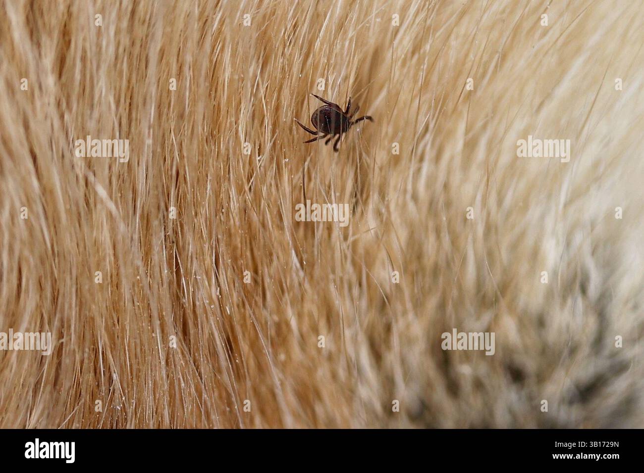 Teign Valley, Devon, UK. 25th Apr, 2025. Tick season in woods around ...