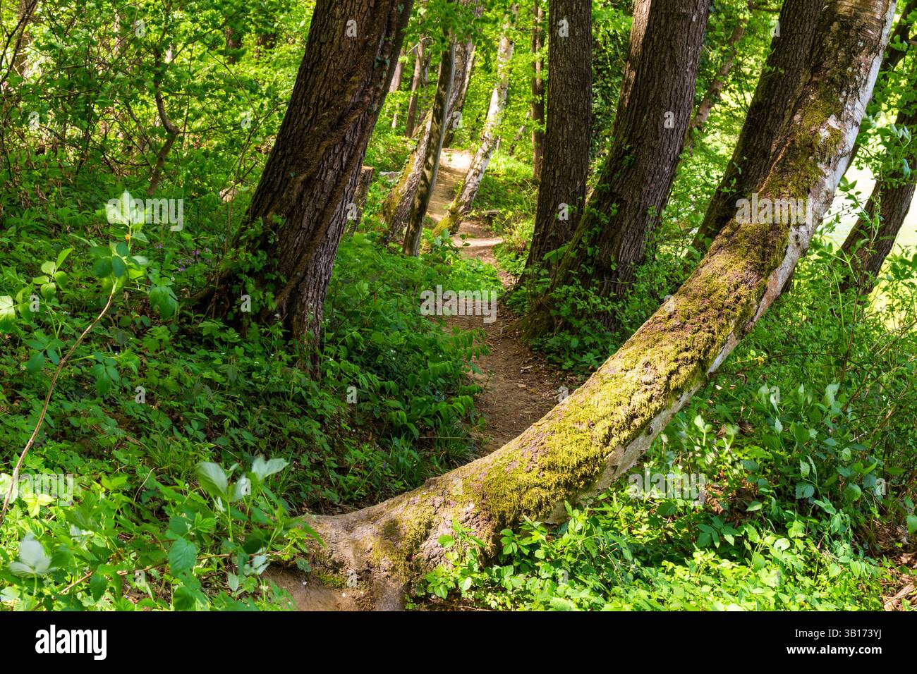 Hiking trail among trees, Sopron Mountains, Sopron, Hungary Stock Photo ...